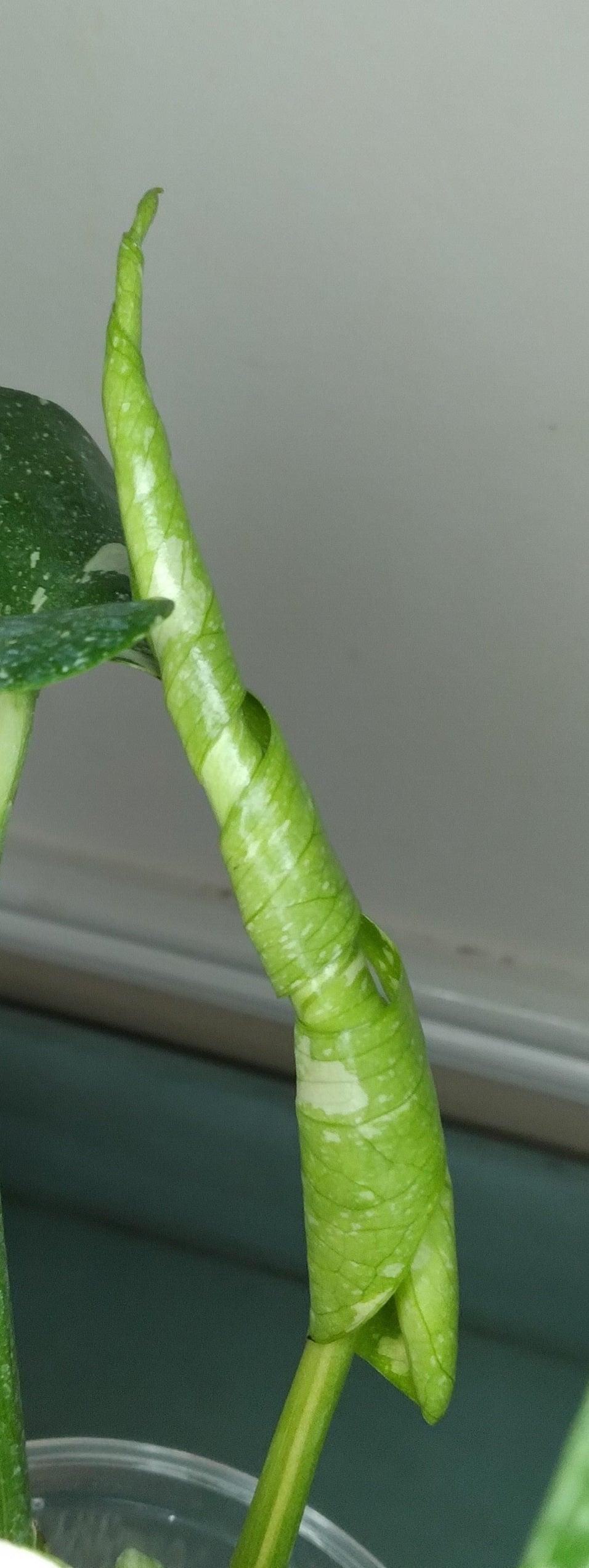 Kyshanna Frazier THAI CON #24 Three Leaf Albo -RESERVED- – R&R