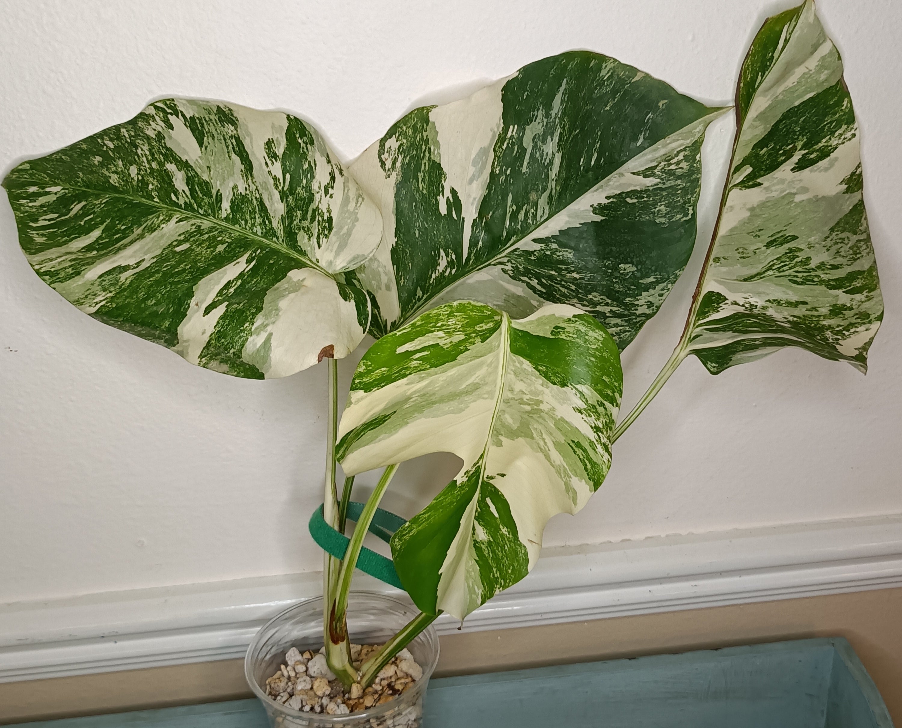 Monstera Albo MA4 – R&R