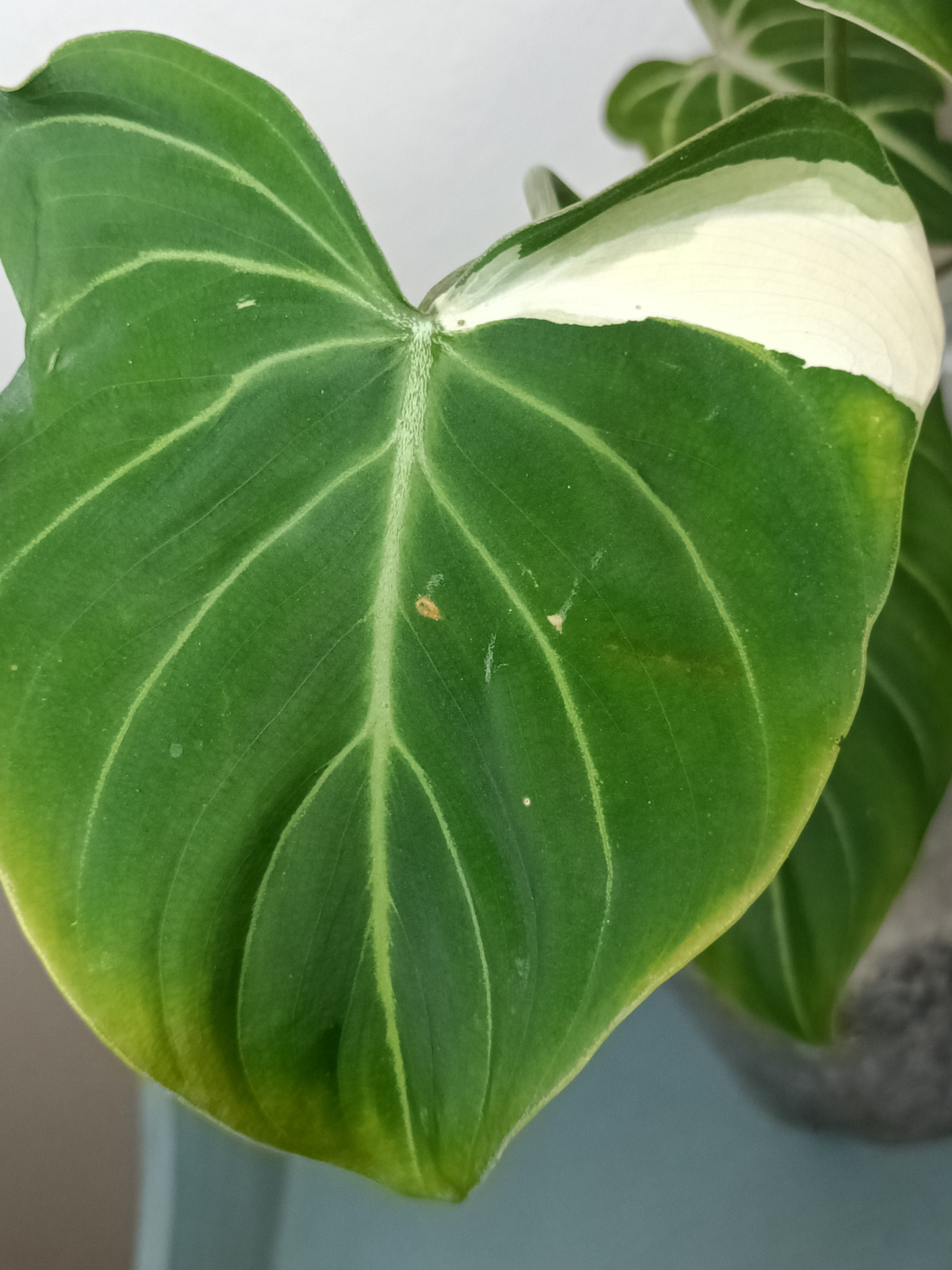 Joseph Stringer Var. Glo. Auction – R&R