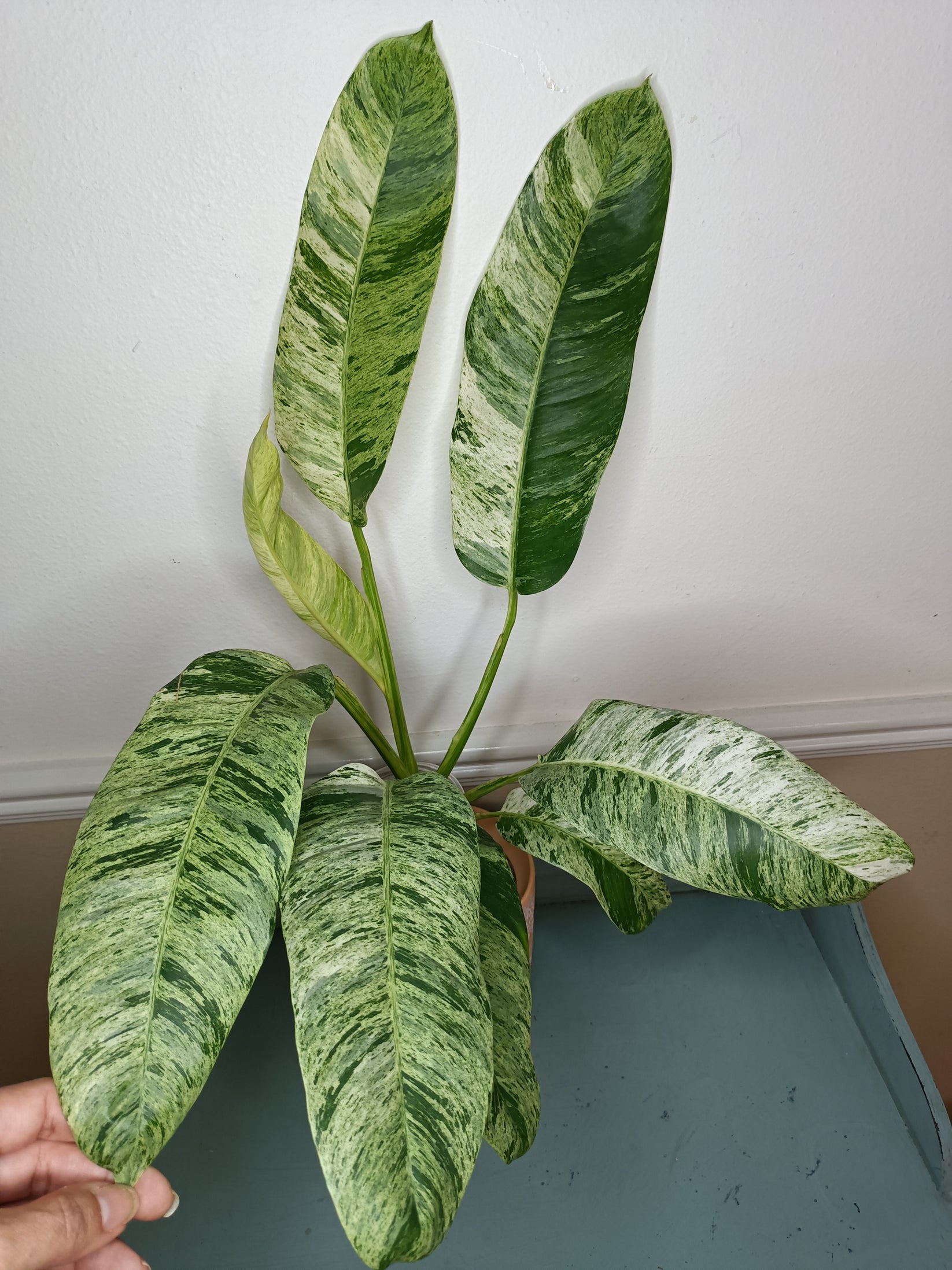 Epi Giganteum Marble EP2 Jordan Coning – R&R