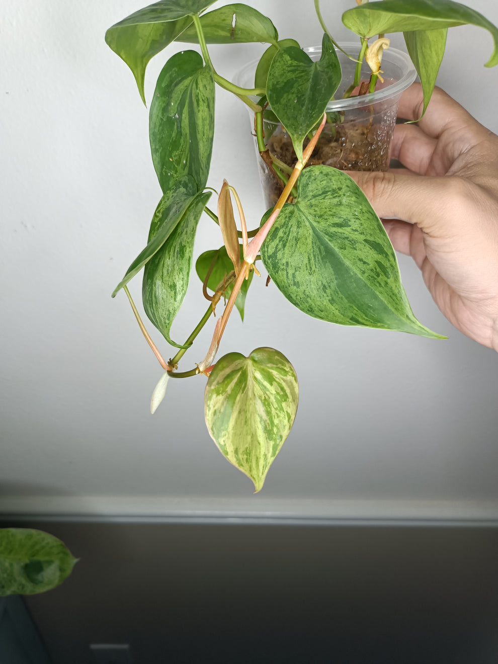 Var. Heart Leaf Philo-Reserved Nikki Mitchell – R&R