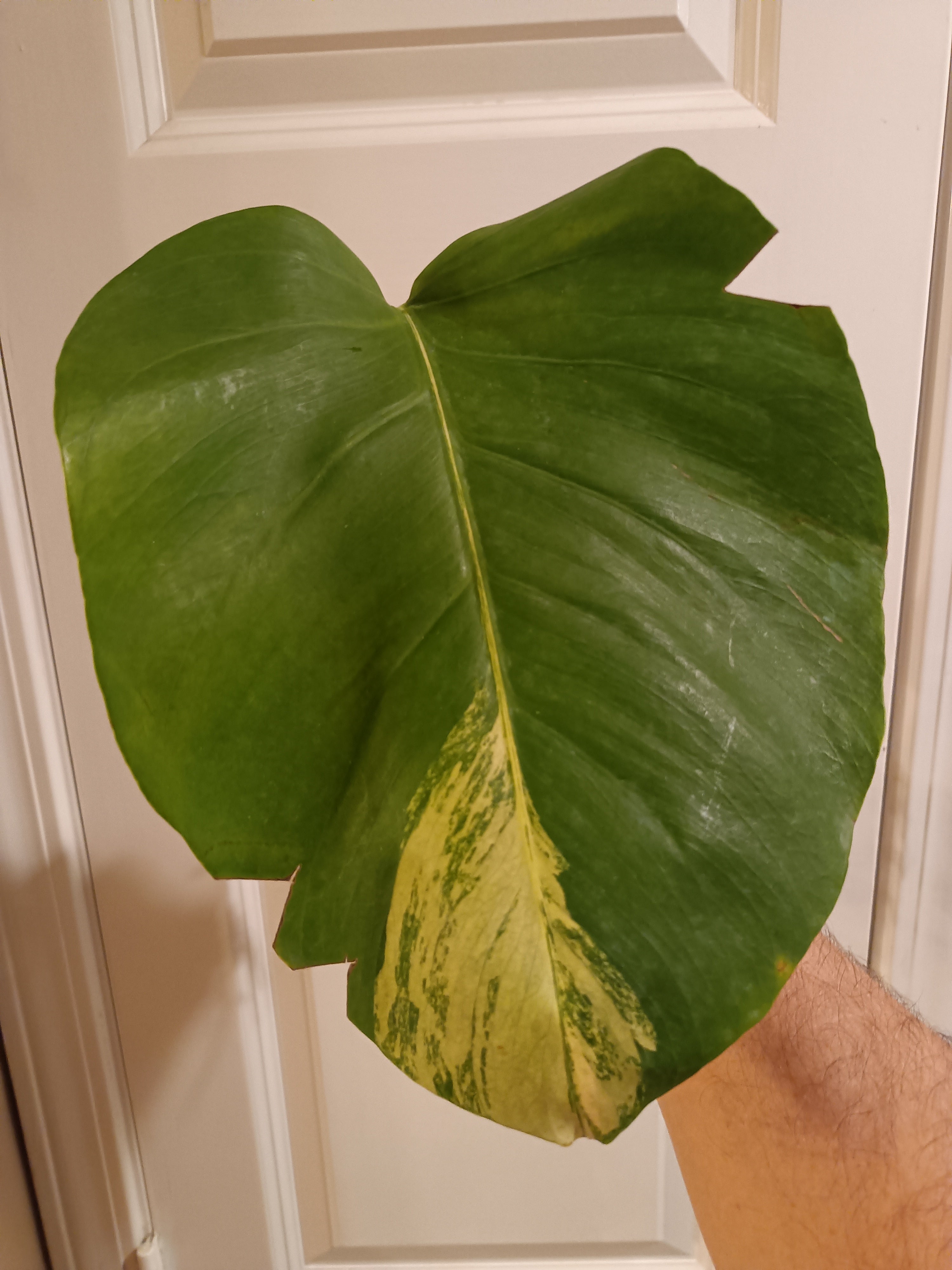 M. Aurea Auction winner Justin Broussard – R&R