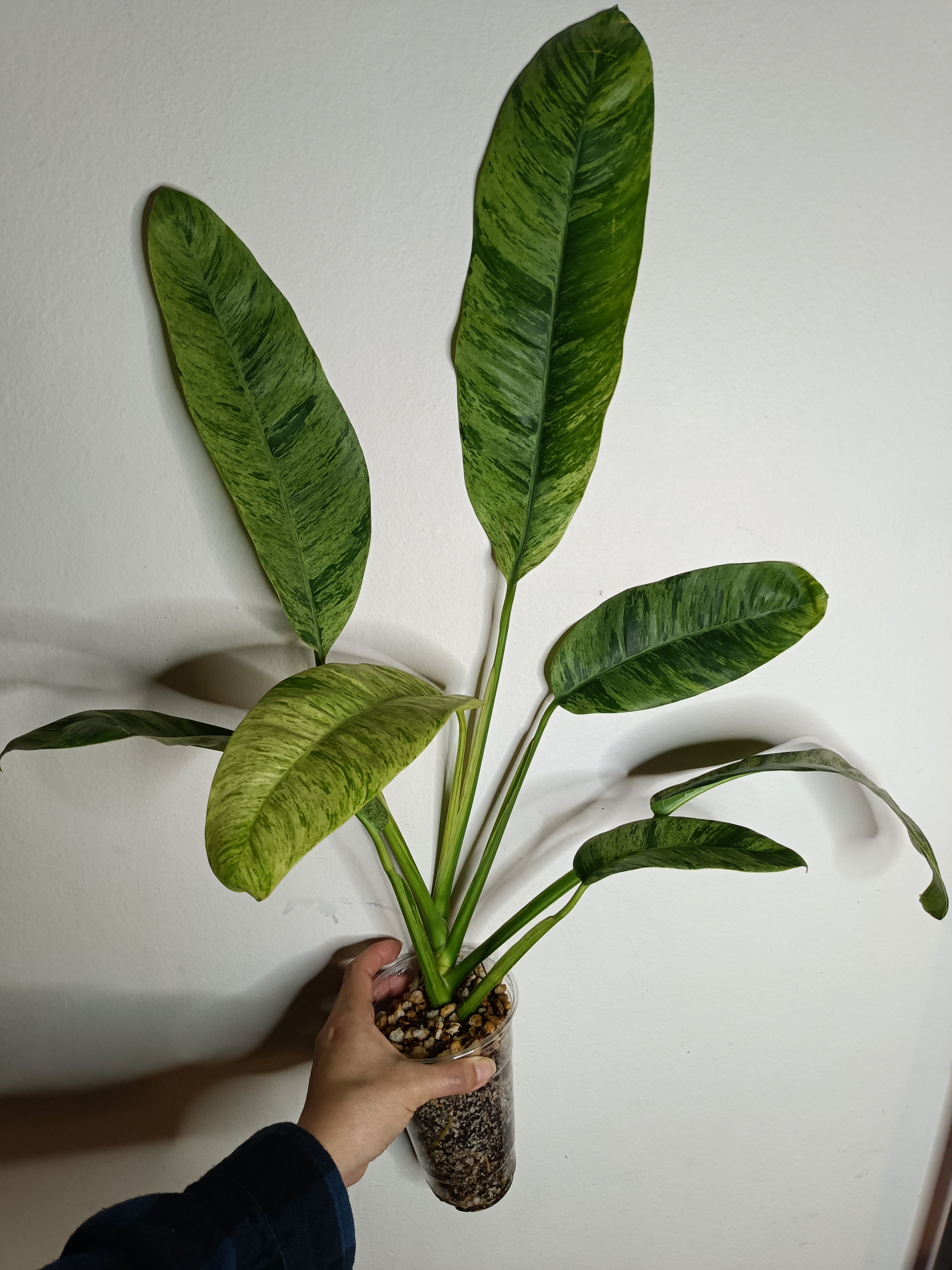 Epi Giganteum Marble EP1 – R&R