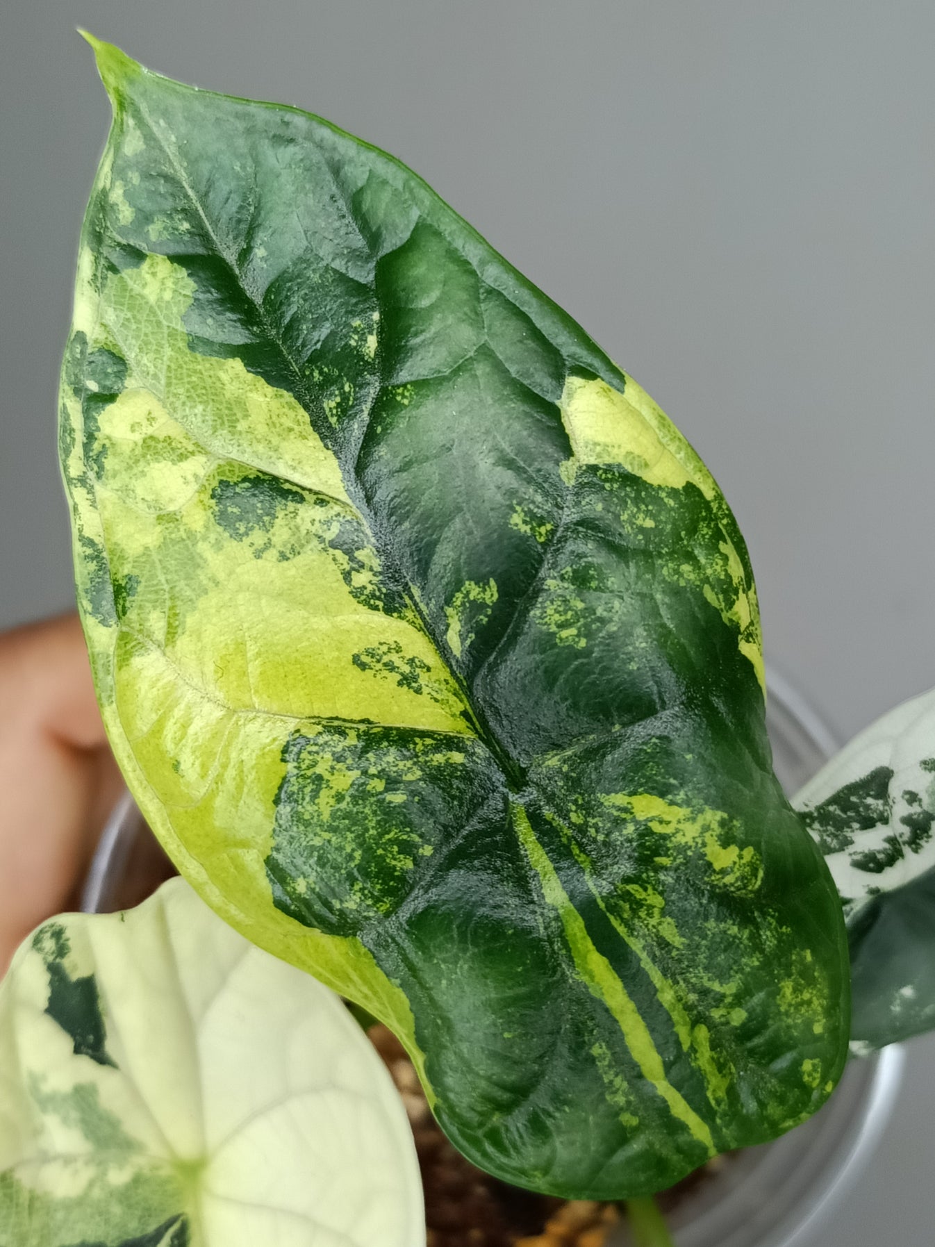 Alocasia Dragon Scale Variegated DSV3- Reserved Amy Morrell – R&R