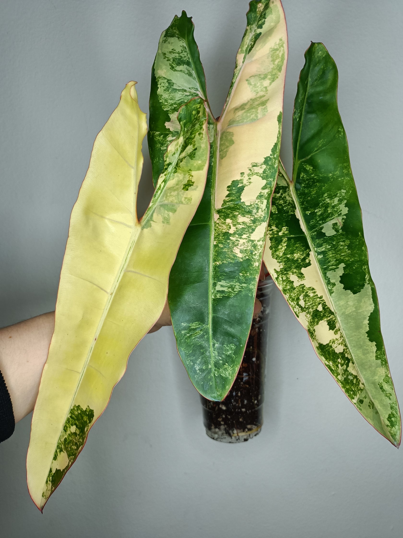 Variegated Billietae B1 - FREE Spiritu Sancti – R&R