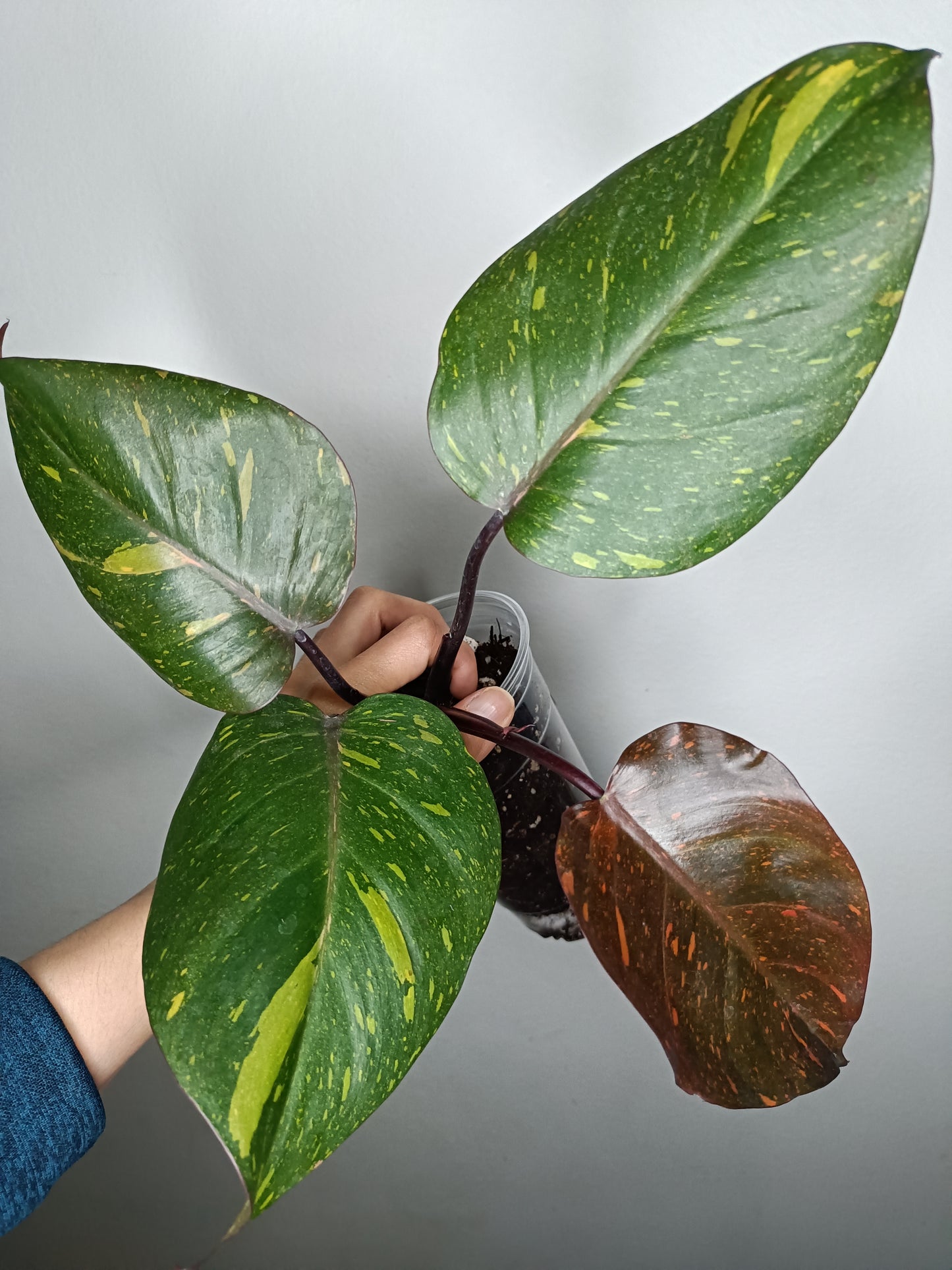 Philodendron Orange Princess #7 – ROCK&ROOTS PLANTS