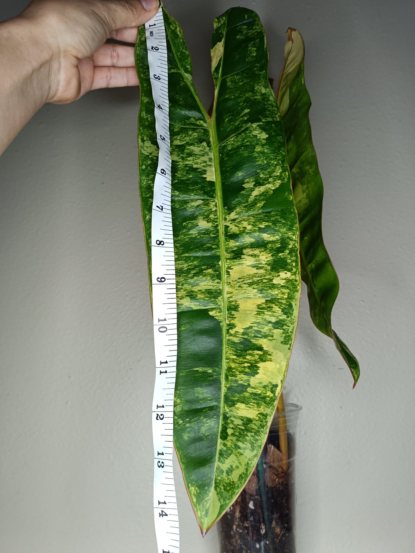 Philodendron Billietae Variegated #5 – ROCK&ROOTS PLANTS