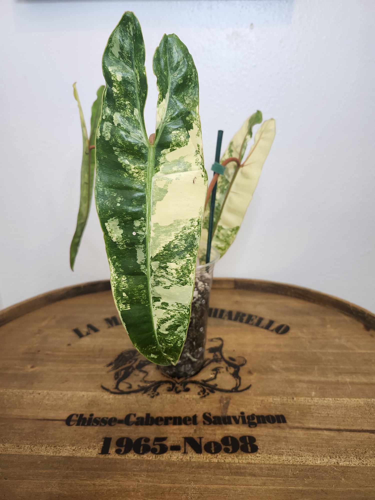 Billietae Variegated- Reserved Julian Arana Jr. – R&R