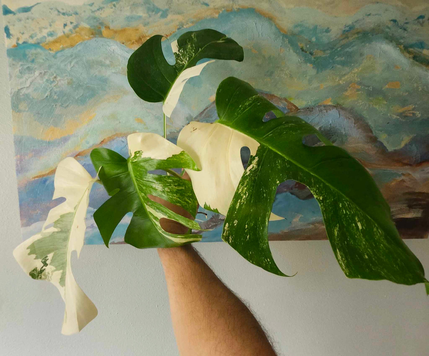 Monstera Albo #34, T10, 4 leaf Top Cut- Reserved Kim Blanchard – R&R
