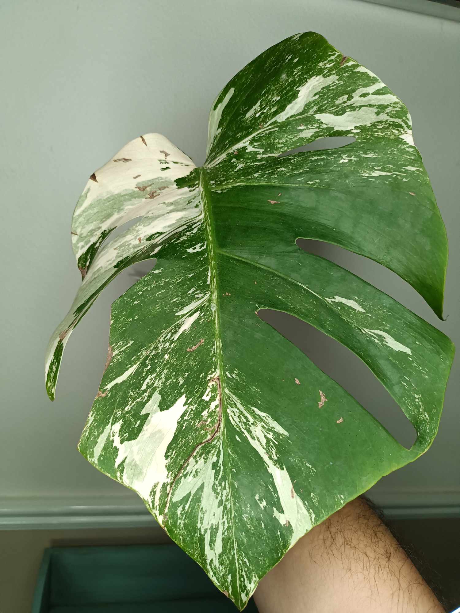 Monstera Albo Rooted Cutting 0012 Crystal Bruce – R&R