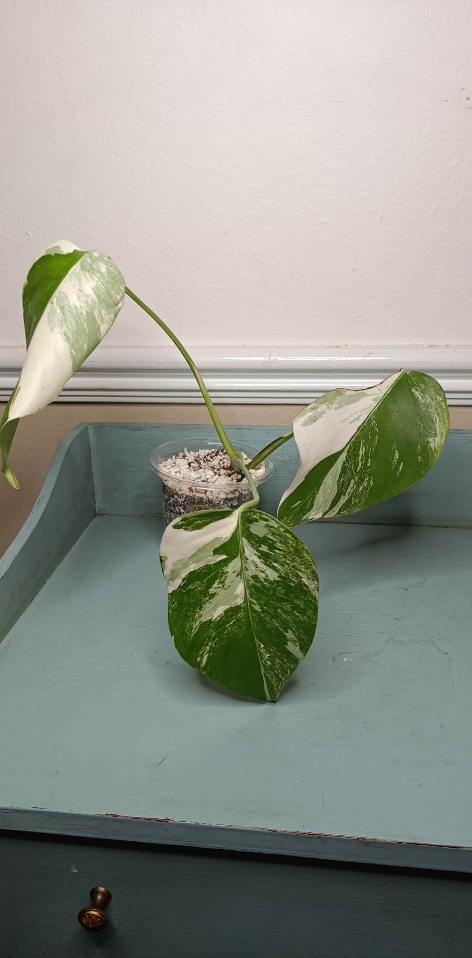 Kyshanna Frazier THAI CON #24 Three Leaf Albo -RESERVED- – R&R